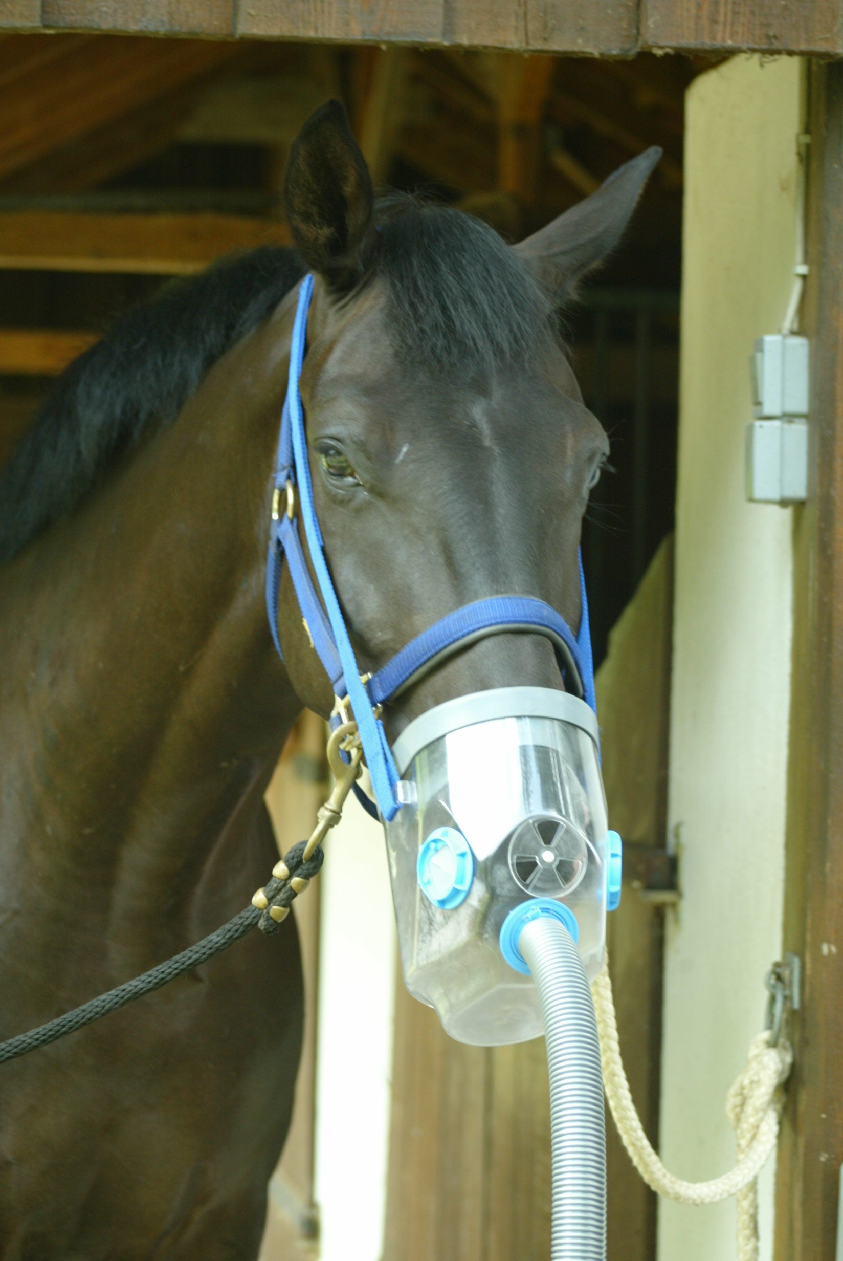 Inhalation for coughing horses with the proven AIR ONE device – innoHorse