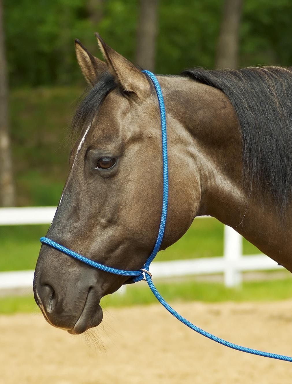 Special halter MULTIFUNCTION for horses – innoHorse
